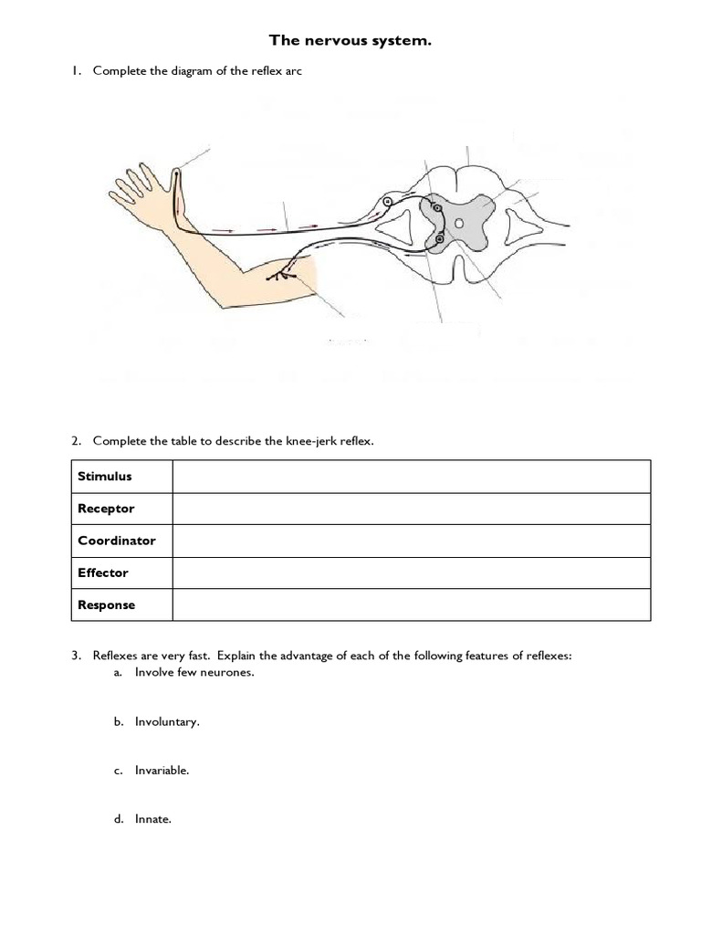 L1 Spinal cord and brain worksheet | PDF | Central Nervous System ...