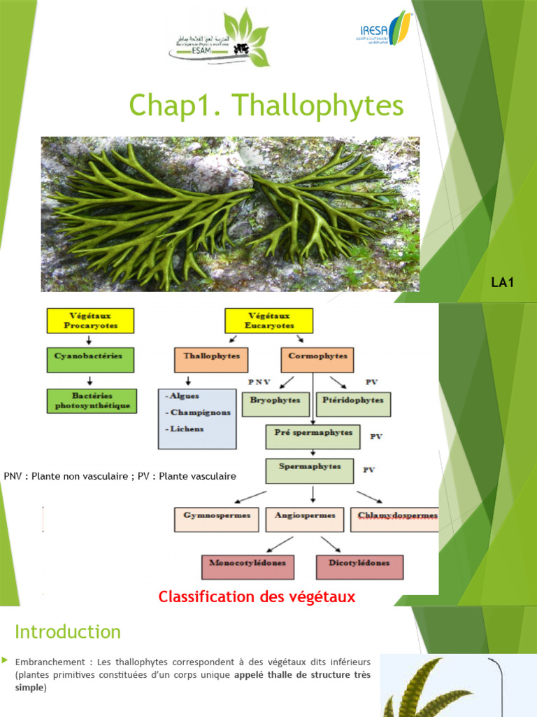 Thallophytes : Algues, Champignons, Lichens | PDF | Plantes | Champignons