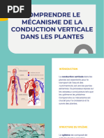 TP Observation Cellule Végétale | PDF | Sciences et mathématiques