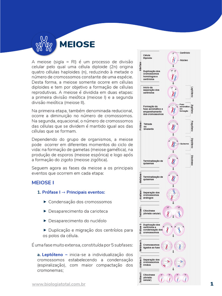 BIO AP Citogenética Meiose | PDF | Meiose | Biotecnologia