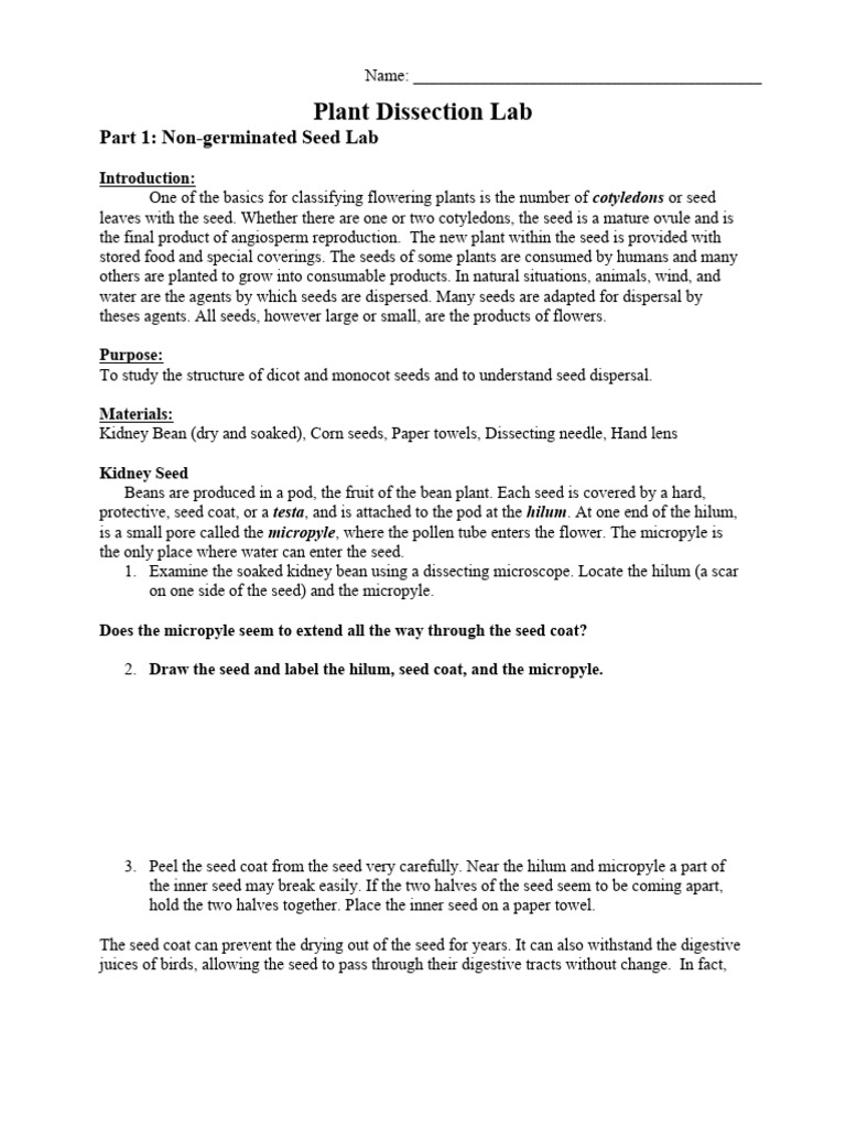 Plant Dissection Lab | PDF | Seed | Flowers