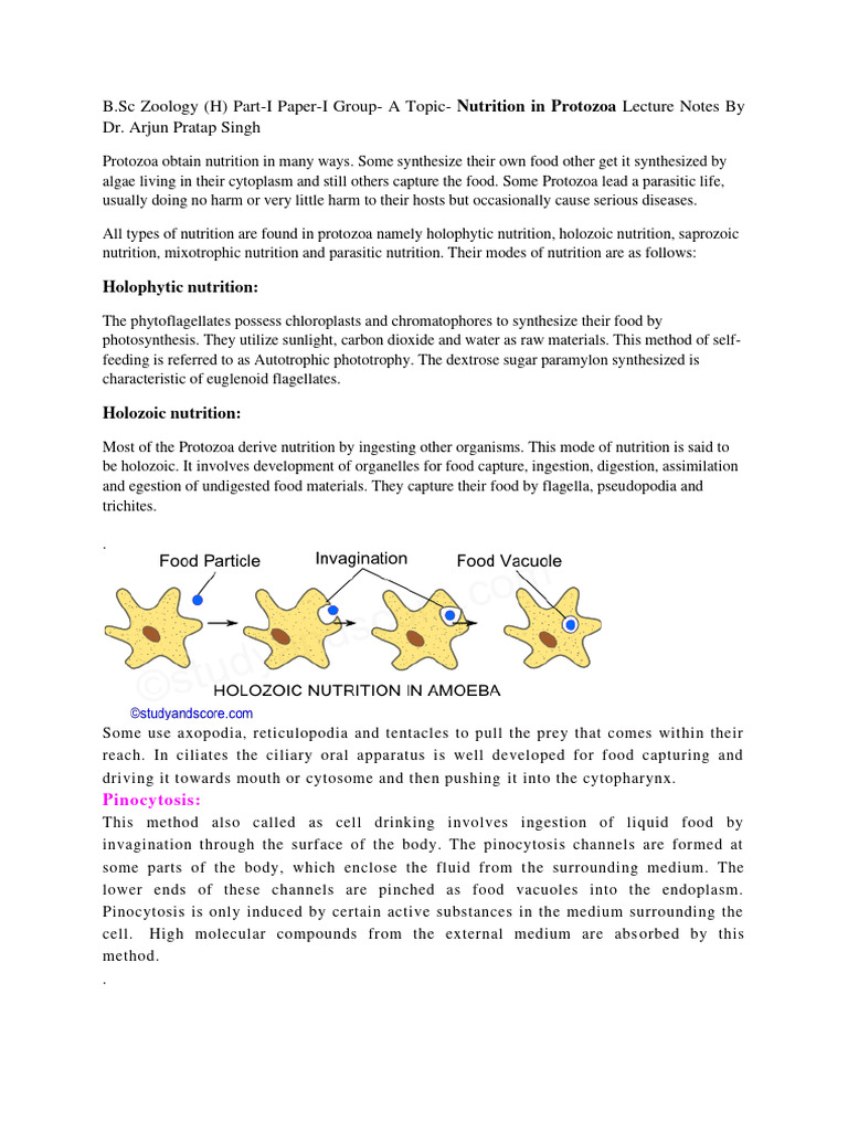 Nutrition in Protozoa | PDF | Protozoa | Nutrition