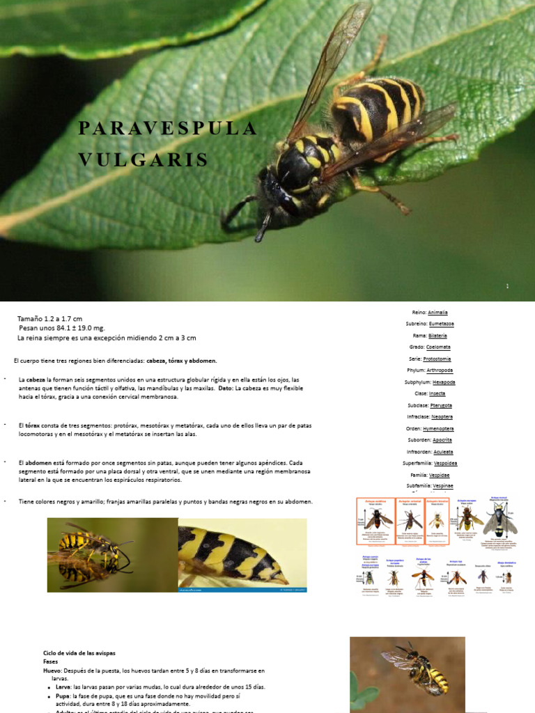Características y Ciclo de Vida de Vespula Vulgaris | PDF | Avispa | Hexapoda
