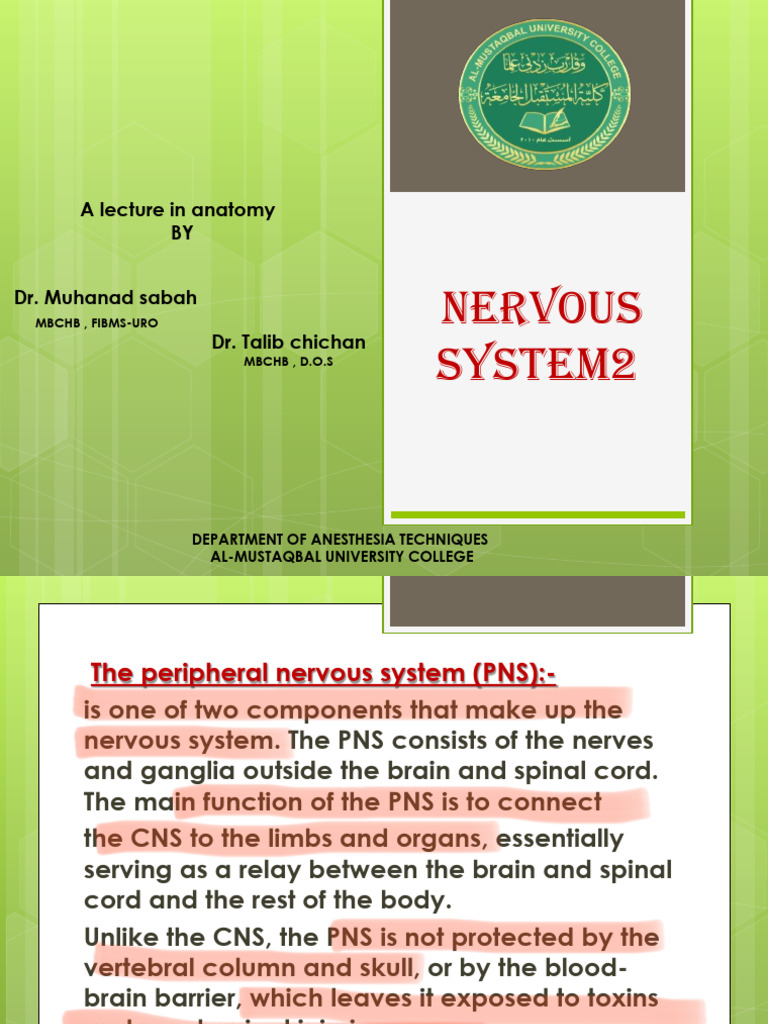 Nervious System 2 | PDF | Autonomic Nervous System | Nerve