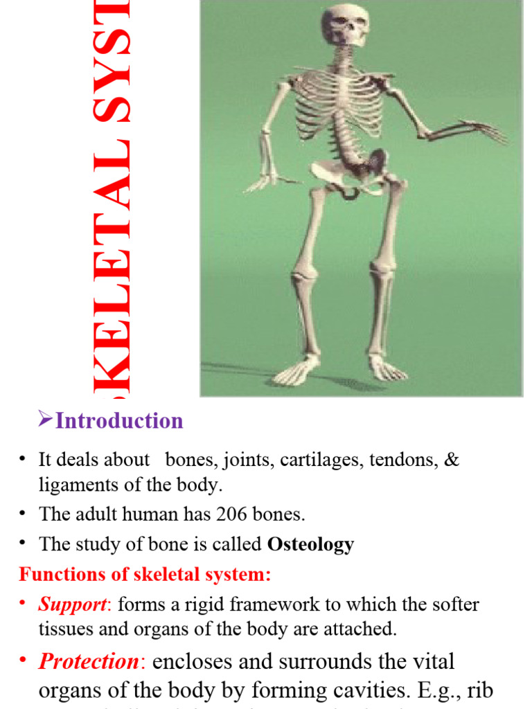 2. Skeletal System | PDF | Pelvis | Vertebral Column