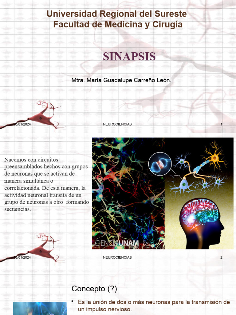 Sinapsis | PDF | Sinapsis | Neurona