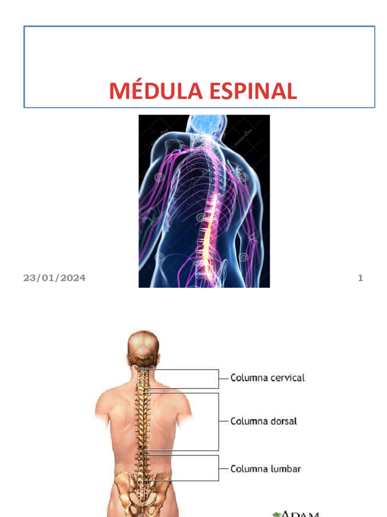 Medula Espinal Ok | PDF | Médula espinal | Sistema nervioso