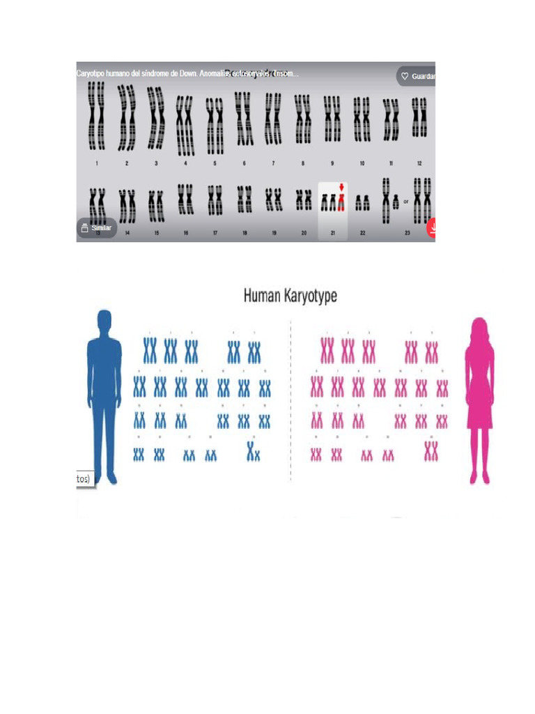 Cariotipo Humano | PDF