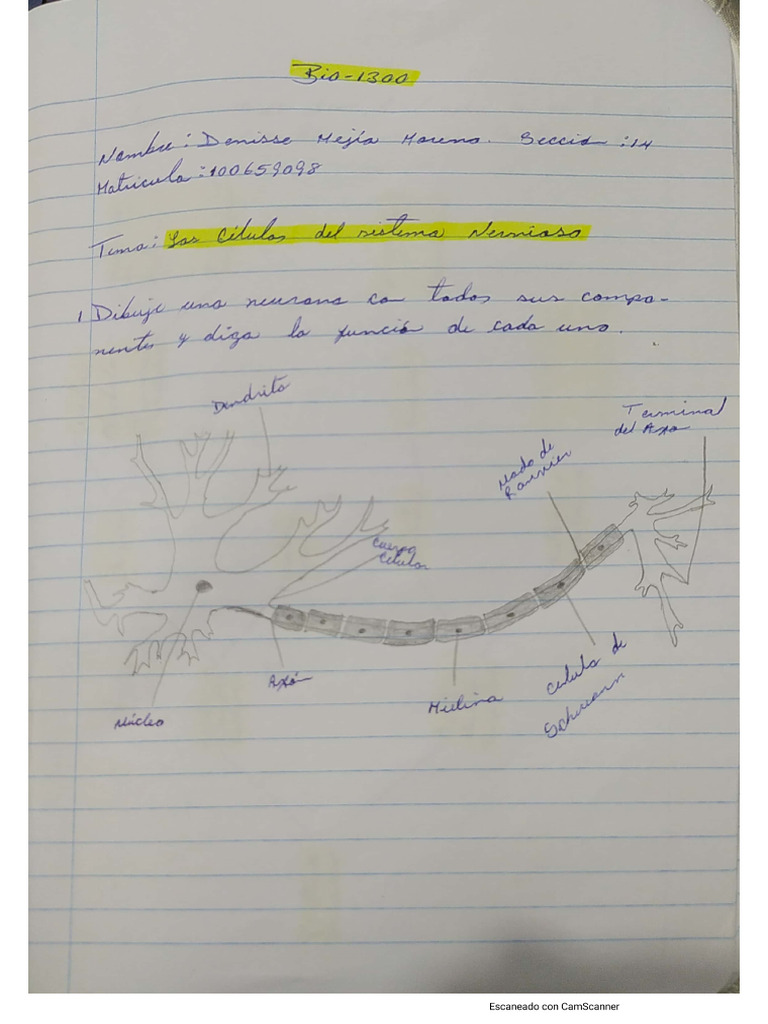 Practica 2 de BIO-1300 | PDF