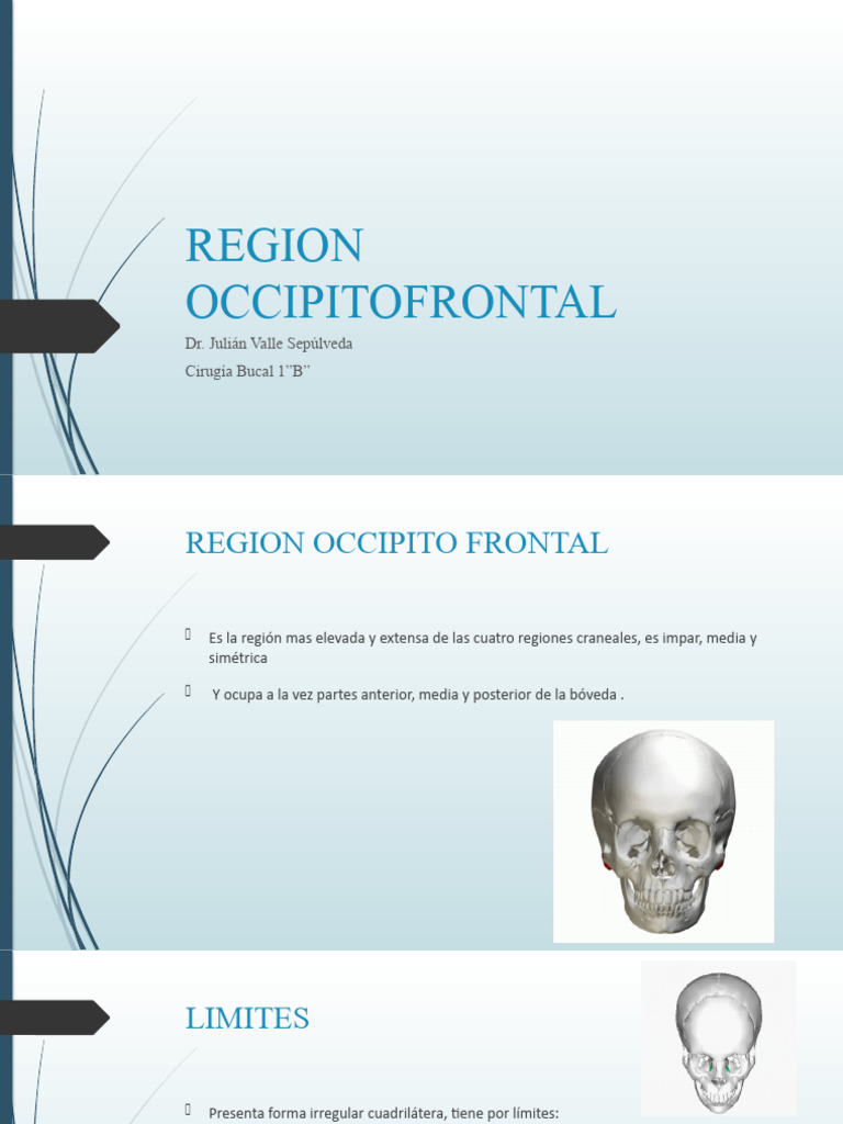 Region Occipitofrontal | PDF | Cráneo | Anatomía