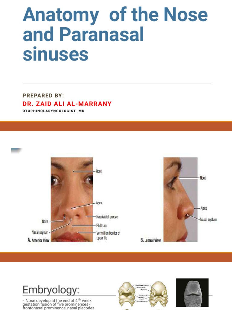 Anatomy Nose | PDF | Human Nose | Human Head And Neck