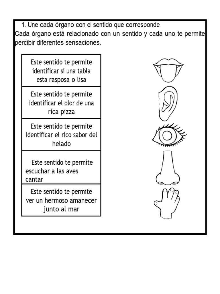 Relación de Órganos y Sentidos | PDF