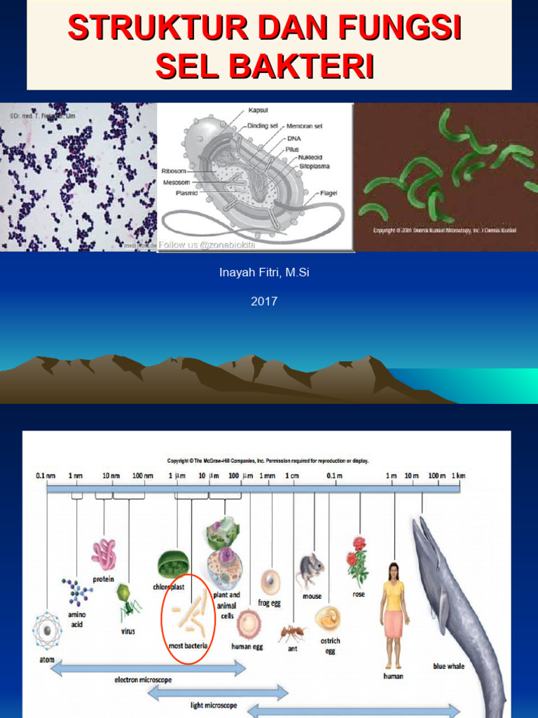 Morfologi Dan Struktur Bakteri-1 | PDF