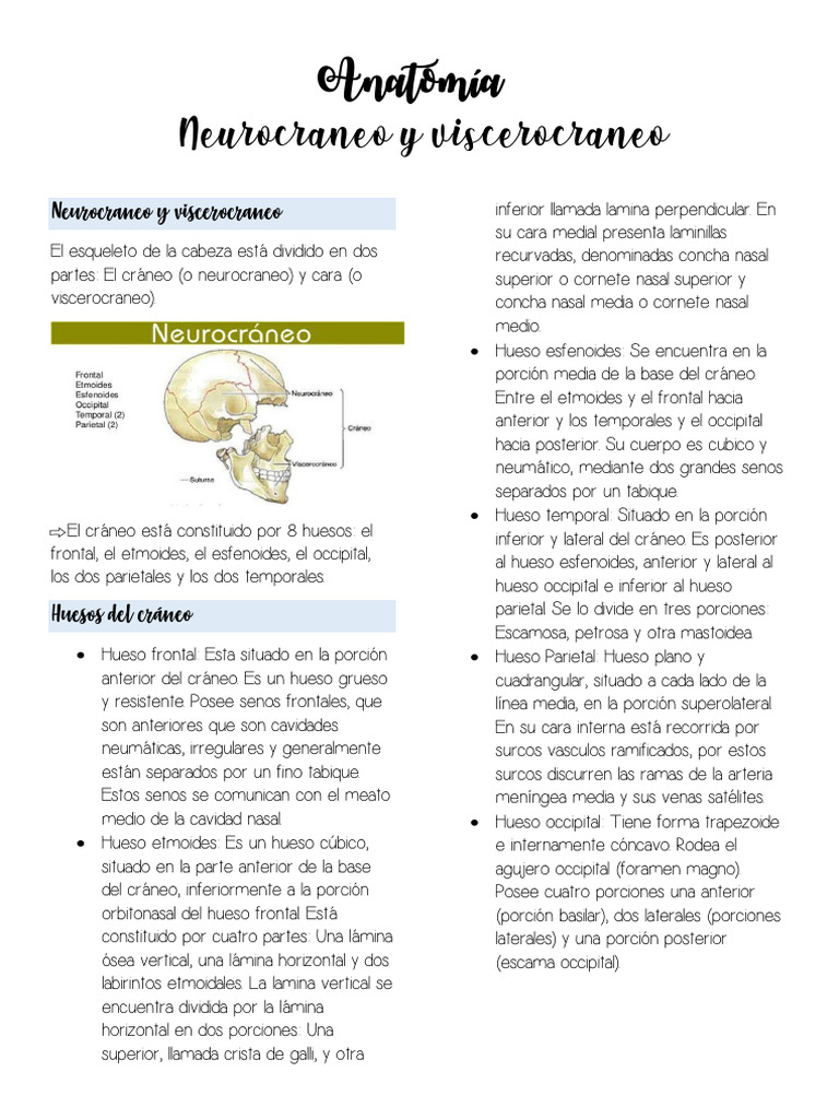 Neurocraneo y Viscerocraneo | PDF | Cráneo | Cabeza y cuello humanos