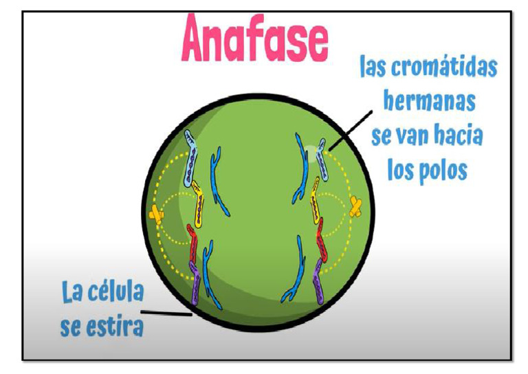 ANAFASE | PDF