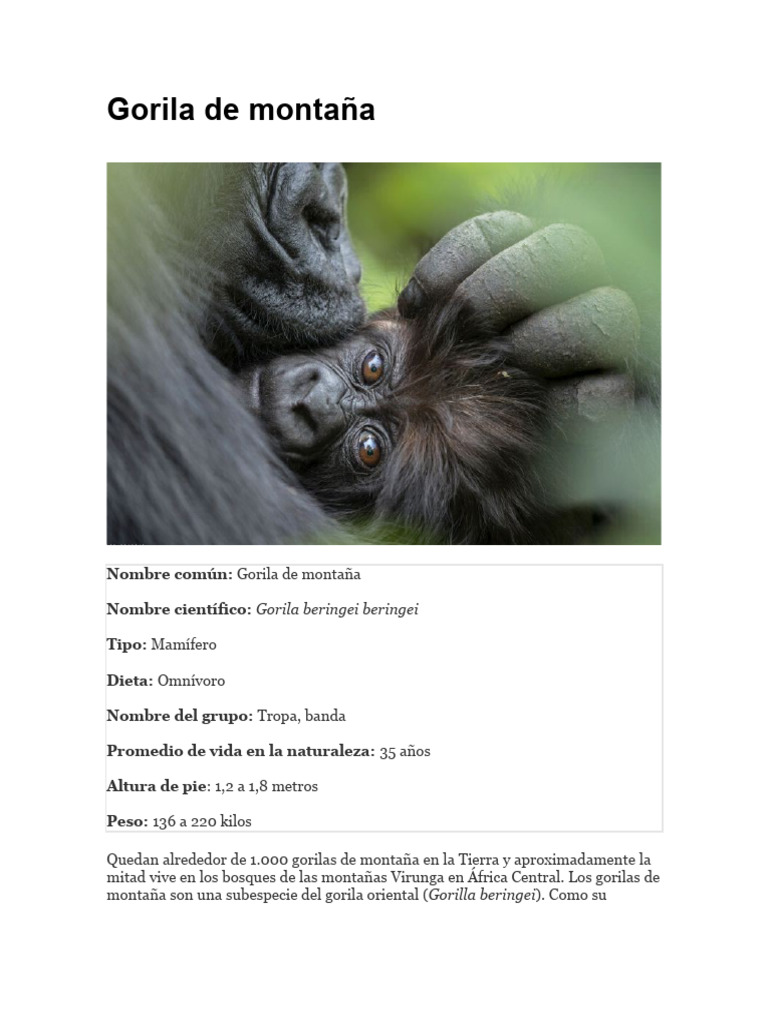 Gorila de Montaña | PDF | Gorila