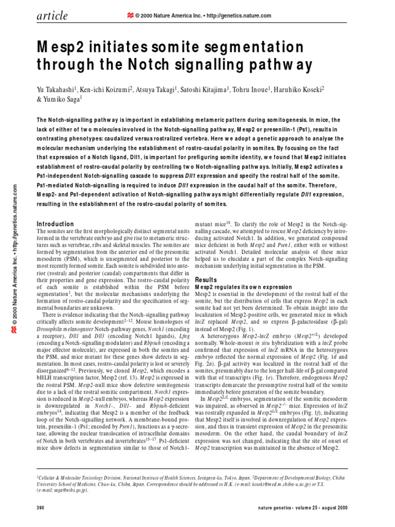 Mesp2 Initiates Somite Segmentation Through The Notch Signaling Pathway ...