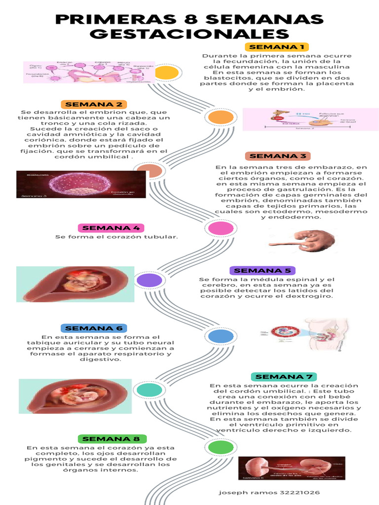 Infografia 8 Semanas de Gestacion | PDF | Embrión | Corazón