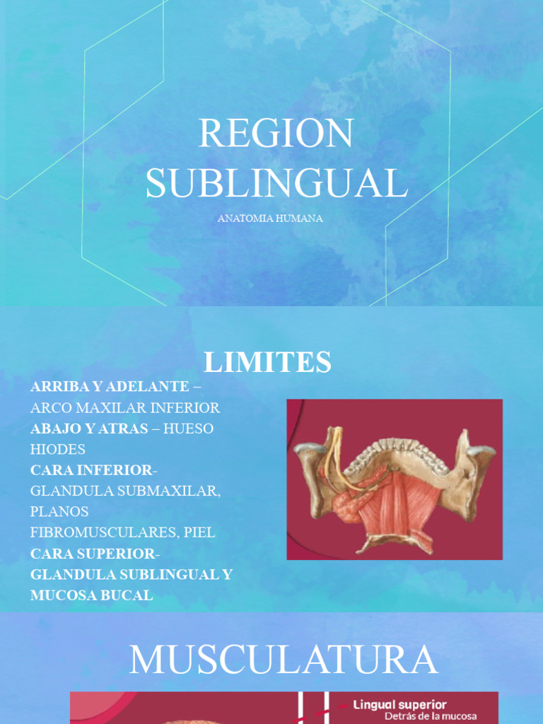Region Sublingual Final (Autoguardado) | PDF | Lengua | Cara