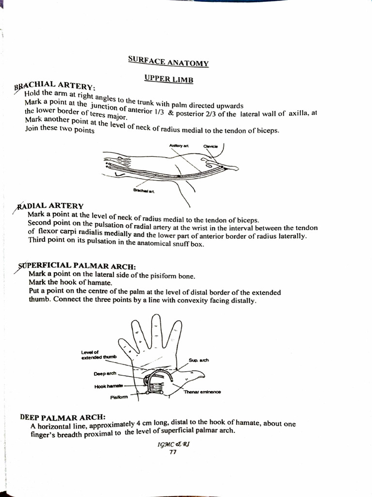 Surface Marking - Answers (IGMCRI) | PDF | Common Carotid Artery ...
