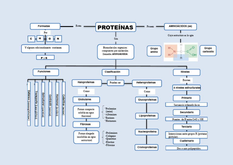 Mapa Conceptual de Las Proteinas 2 | PDF
