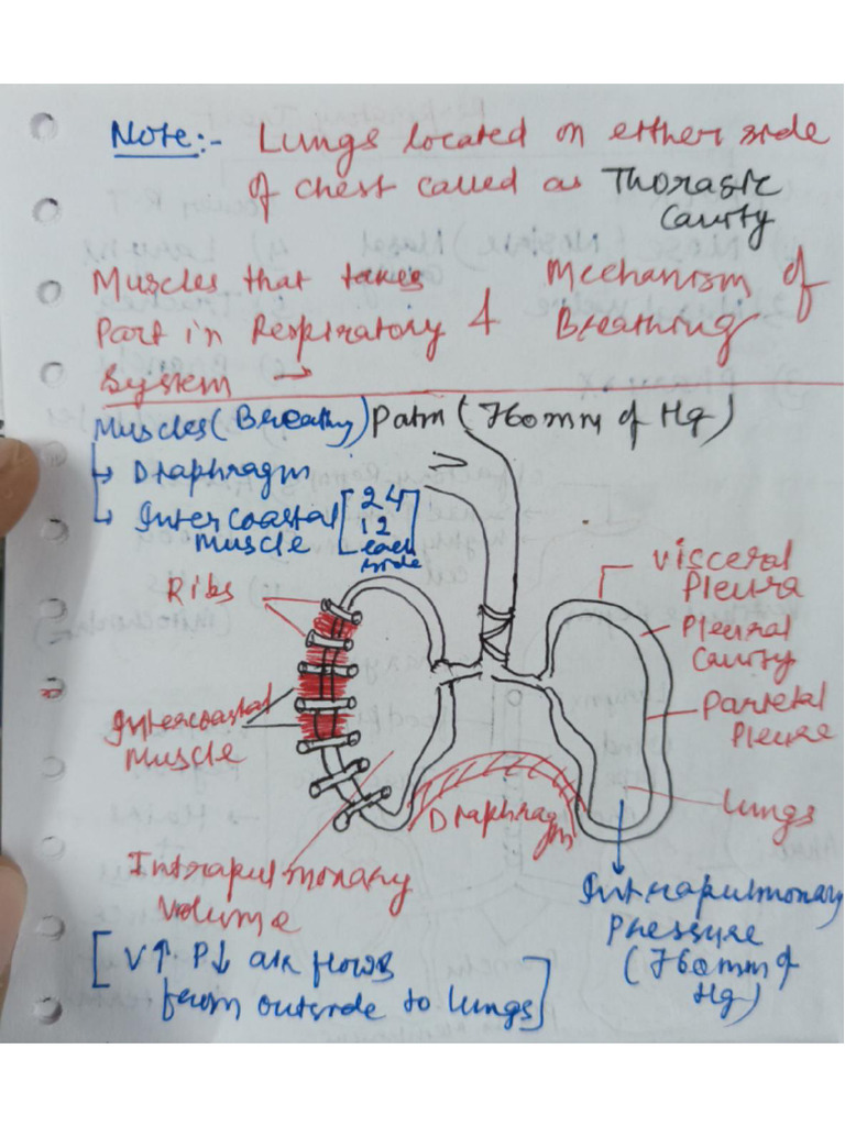 Respiratory System | PDF