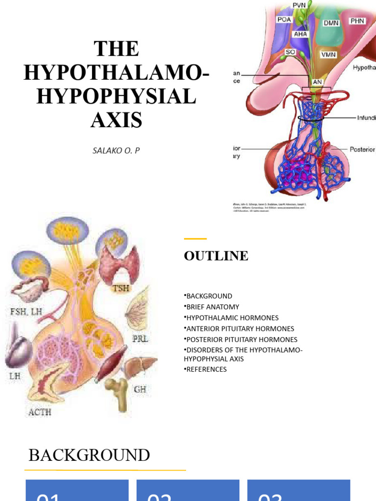 Hypothalamo-Hypophysial Axis | PDF | Hypothalamus | Growth Hormone