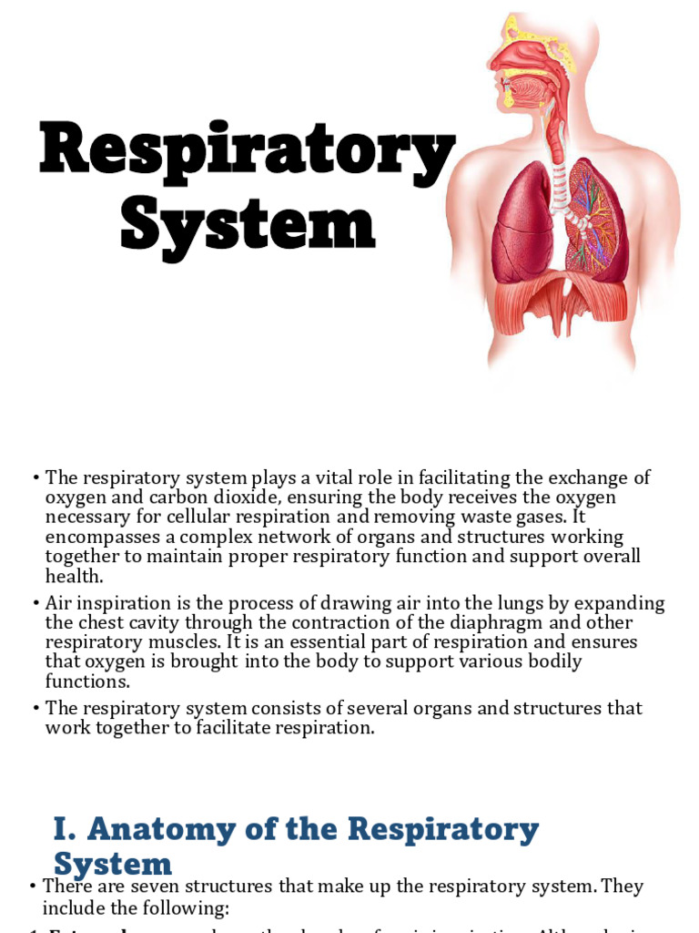 Respiratory System | PDF | Respiratory Tract | Lung