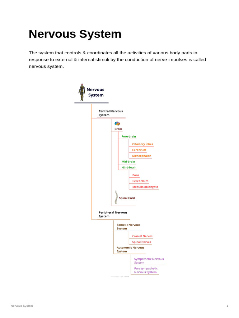 Class 10 ICSE Nervous System Notes | PDF | Cerebrum | Axon