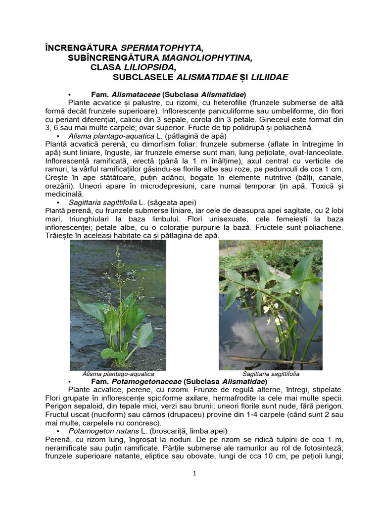 Încrengătura Spermatophyta, Subîncrengătura Magnoliophytina, Clasa Liliopsida, Subclasele ...