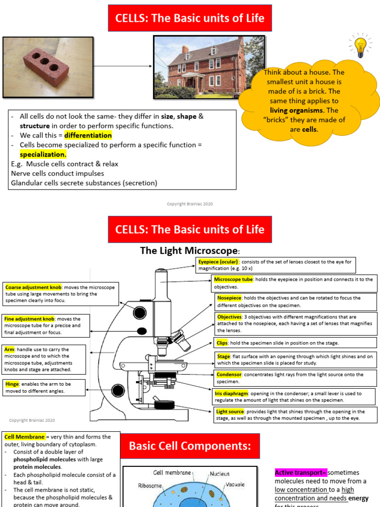 Cells Basic Units of Life | PDF | Chloroplast | Cytoplasm