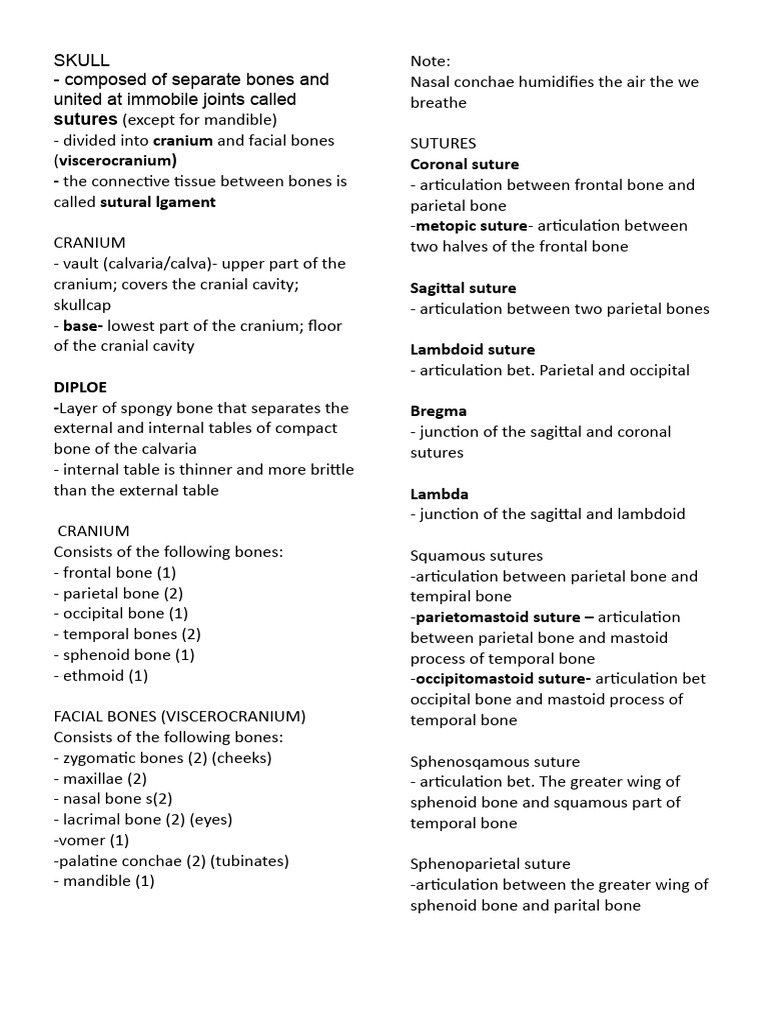SKULL | PDF | Skull | Anatomy