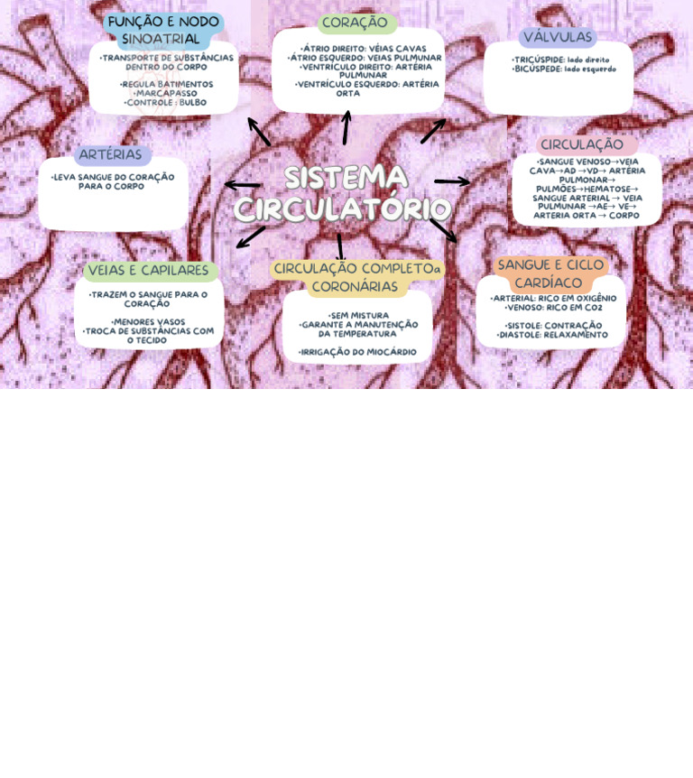 Sistema Circulatório | PDF | Sistema circulatório | Coração