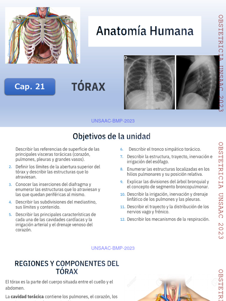 Anatomía del Tórax y Cavidad Torácica | PDF | Tórax | Morfología (biología)