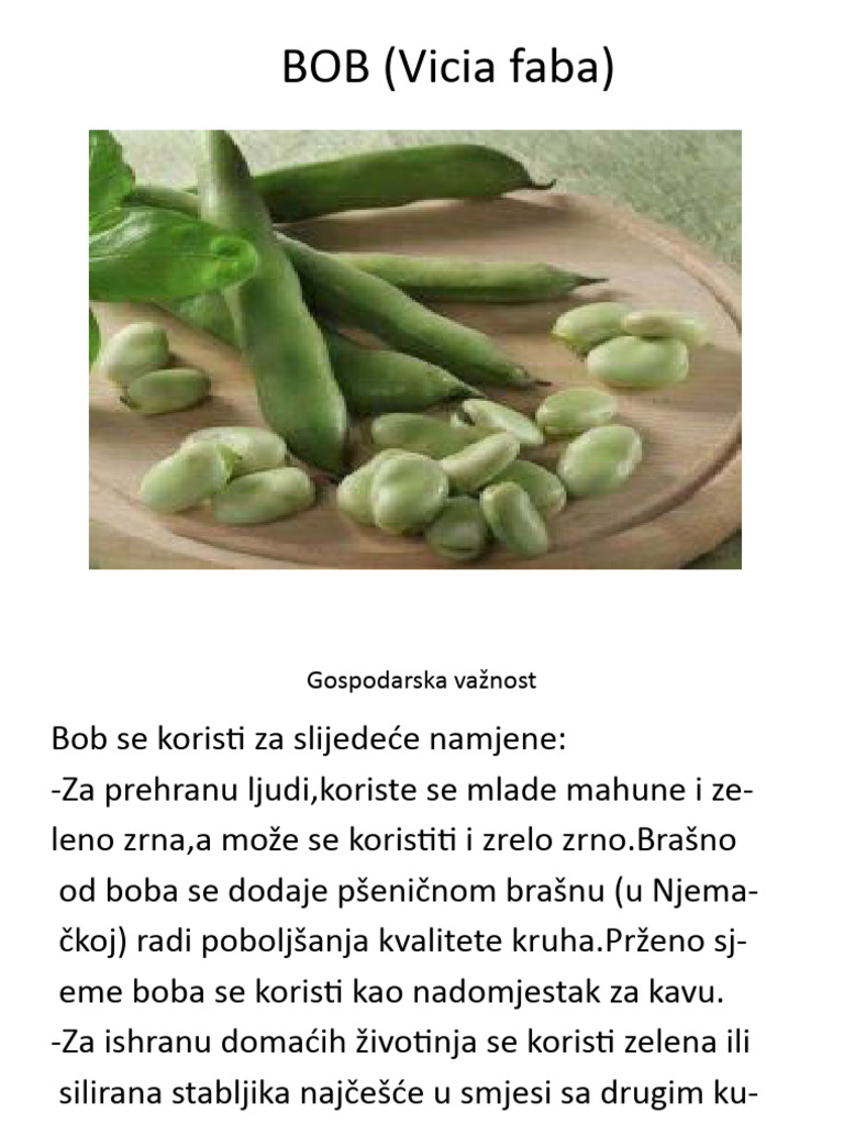 BOB (Vicia Faba) | PDF