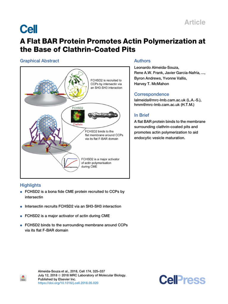 A Flat BAR Protein Promotes Actin Polymerization Atthe Base of Clathrin ...