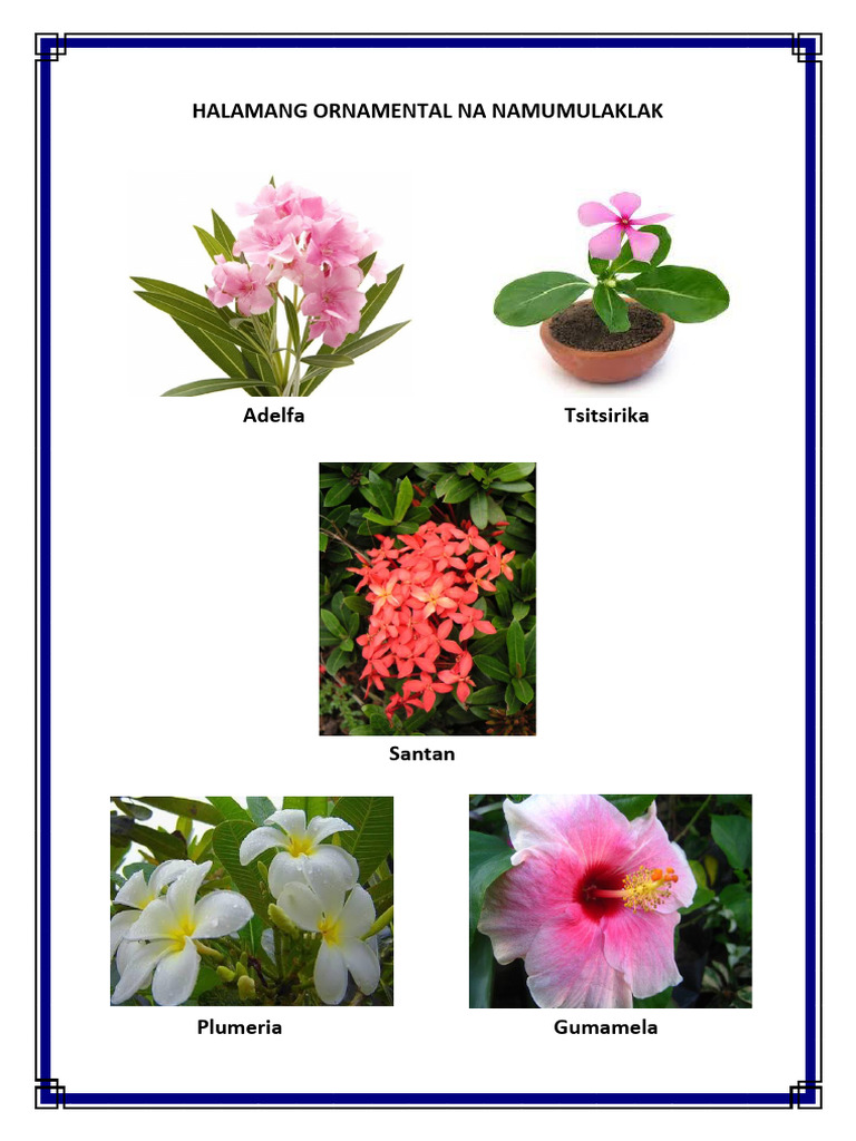 Halamang Ornamental | PDF