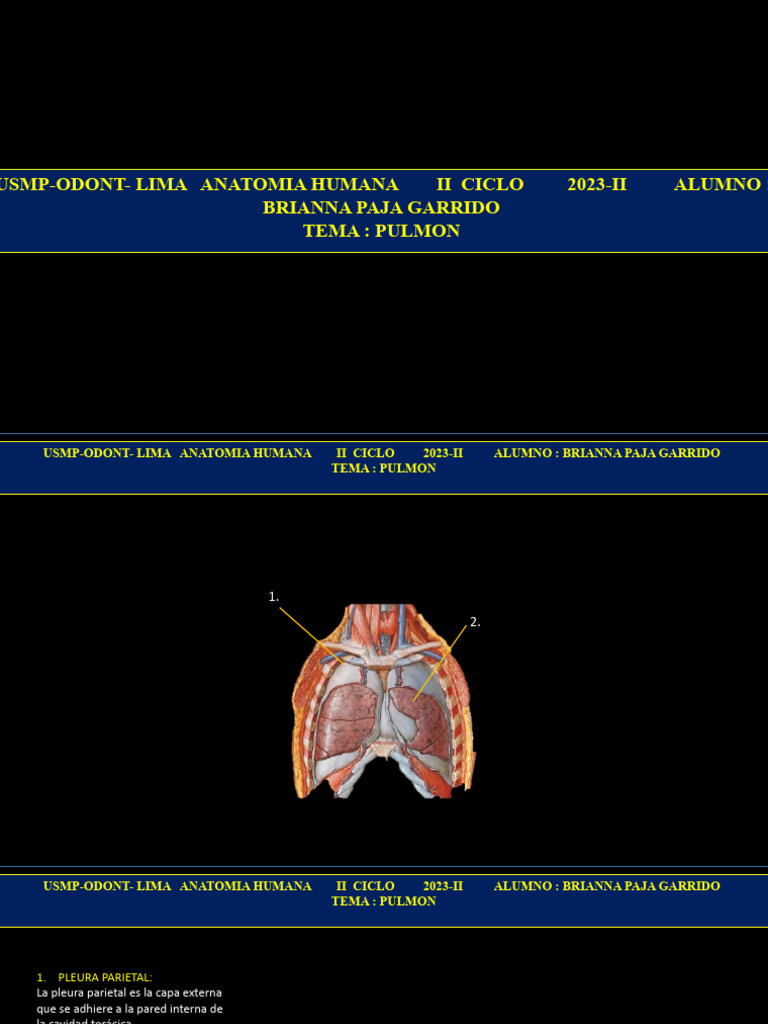 Anatomía del Pulmón: Estructuras Clave | PDF | Pulmón | Respiración
