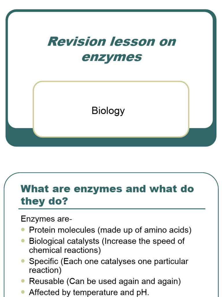 Revision Lesson On Enzymes | PDF | Enzyme | Digestion