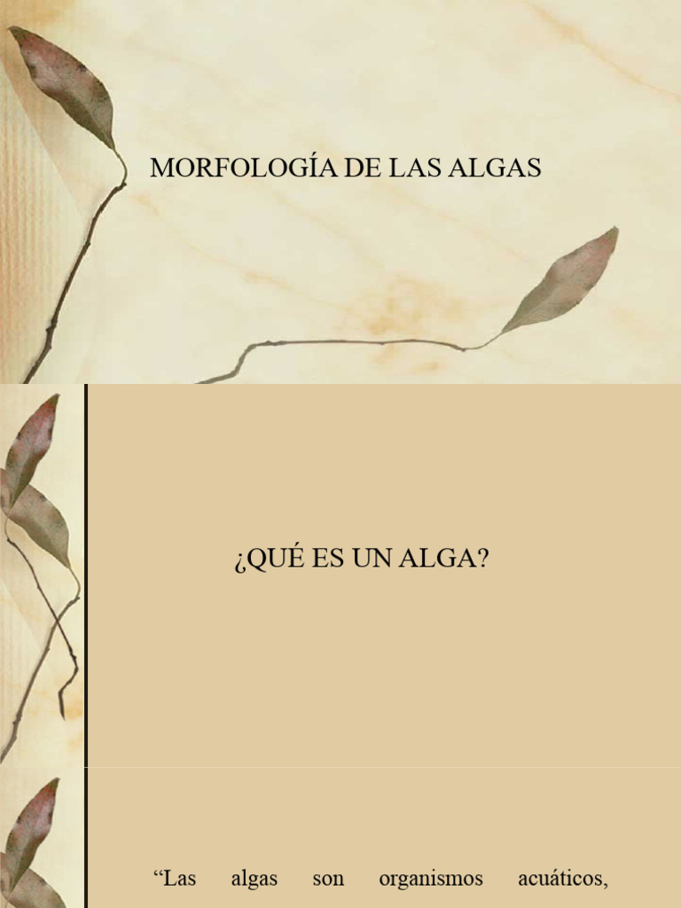 Morfología de Las Algas | PDF