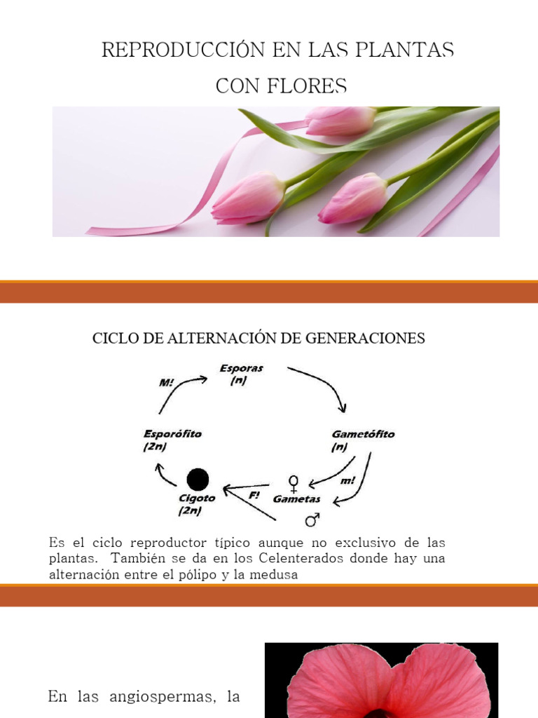 Reproducción en Las Plantas | PDF | Fruta | Flores