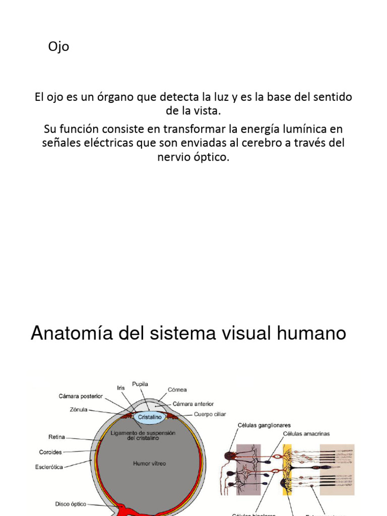 Sistema Visual | PDF | Ojo humano | Percepción visual