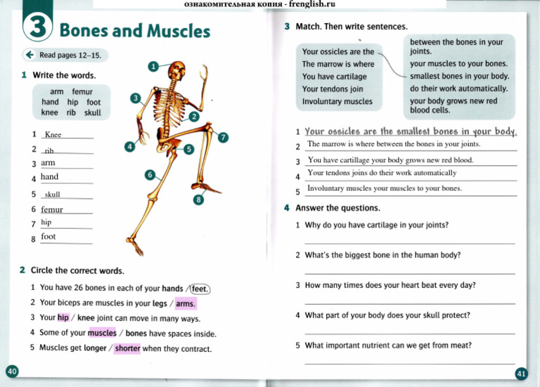 Samuel Rondon - Chapter 3 | PDF | Bone | Knee