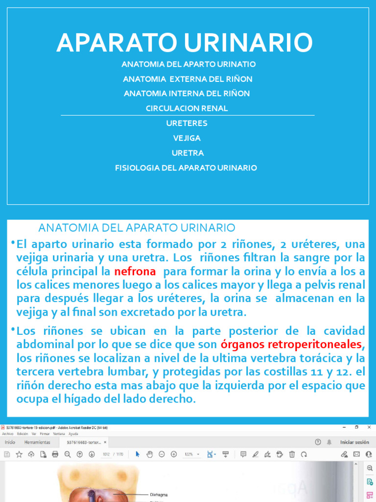 Anatomia Del Aparato Urinario | PDF | Riñón | Sistema urinario