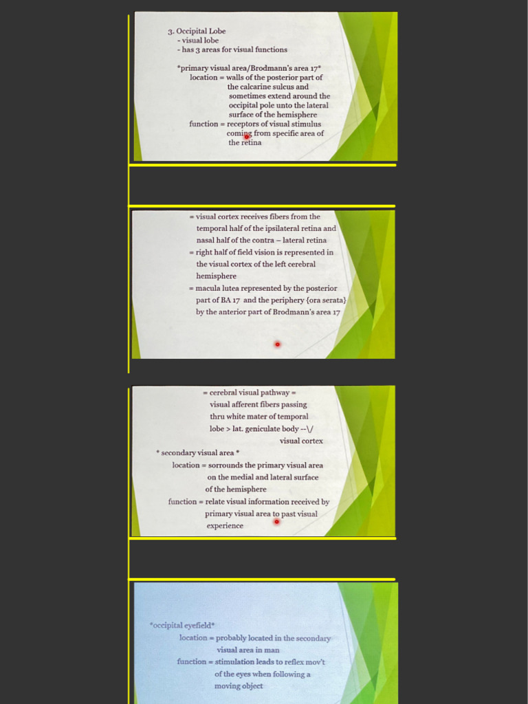 Cerebral Hemisphere Sanory | PDF