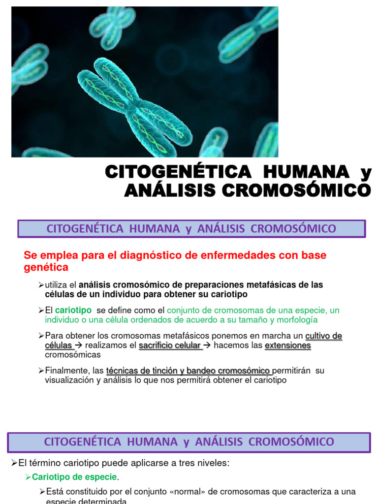 Ud 12 - Citogenética Humana y Análisis Cromosómico | PDF | Cariotipo ...