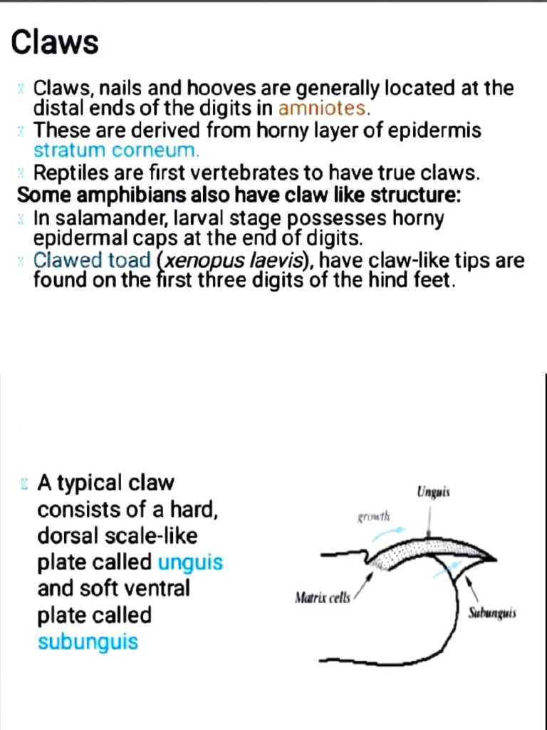 Claws, Nails, Horns | PDF