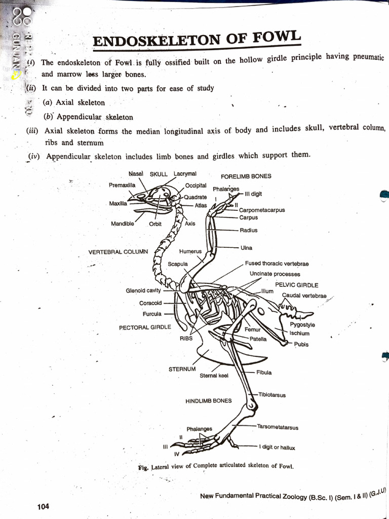 Endoskeleton of Fowl | PDF