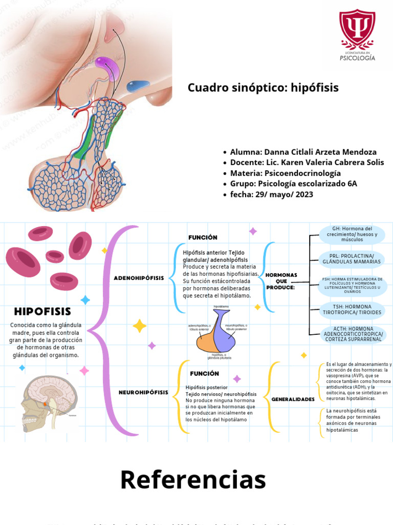 Funciones y Hormonas de la Hipófisis | PDF | Glándula pituitaria ...