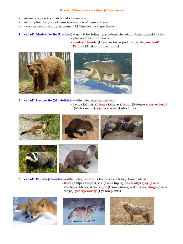 Stavovce - Cicavce III | PDF